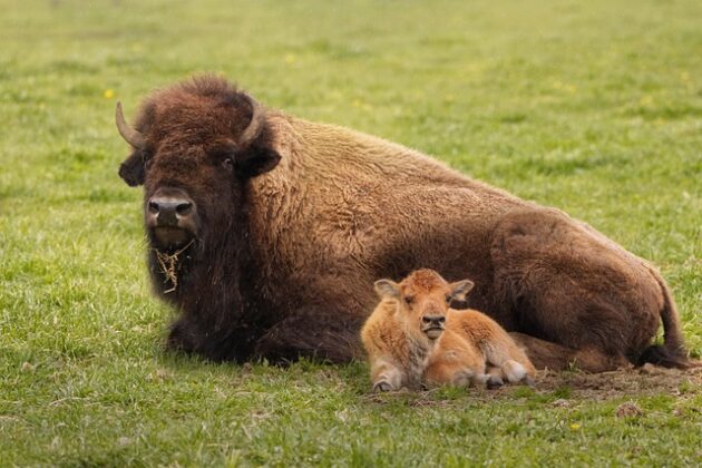 American Bison Facts: Habitat, Diet, Behavior & Threats