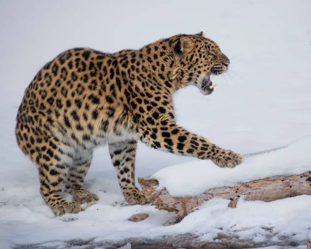 Amur Leopard Habitat Behavior Diet Conservation Status