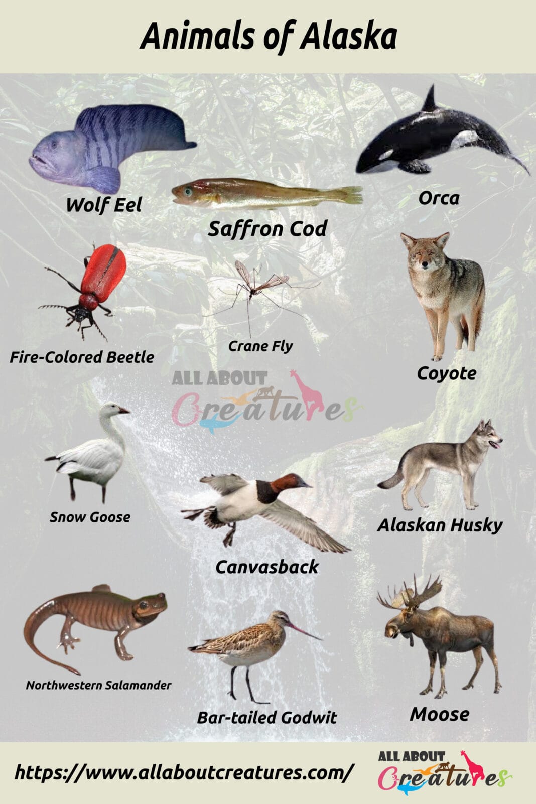 Animals In Alaska: Wildlife, Pets & Farm Guide
