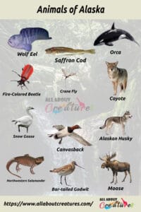 Animals In Alaska: Wildlife, Pets & Farm Guide