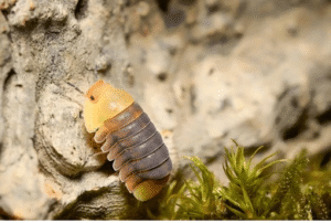 Isopods Explained: Types, Habitats, Behavior & Rare Species Like The ...