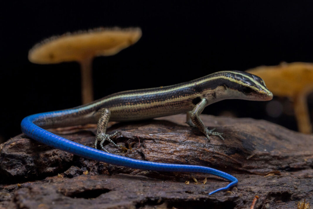 Skink Diet And Feeding Habits In The Wild | What Do Skinks Eat?