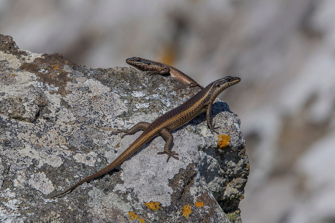 Skink Species & Types Around The World | Colorful Lizards